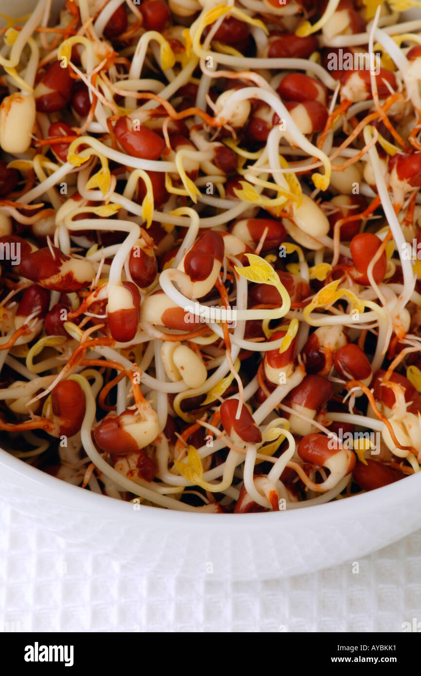 Adzuki sprouts hi-res stock photography and images - Alamy