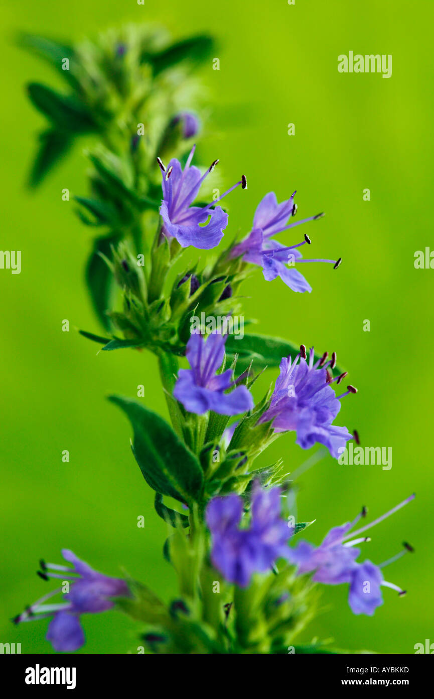 Hyssop leaves hyssopus officinalis hi-res stock photography and images ...