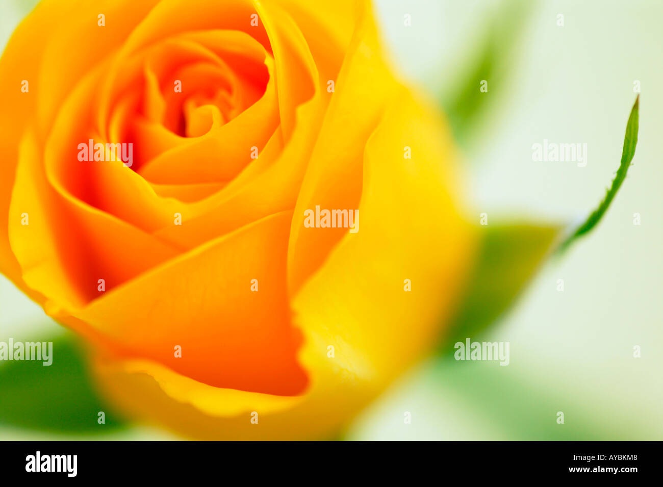 Pale rose yellow hi-res stock photography and images - Alamy