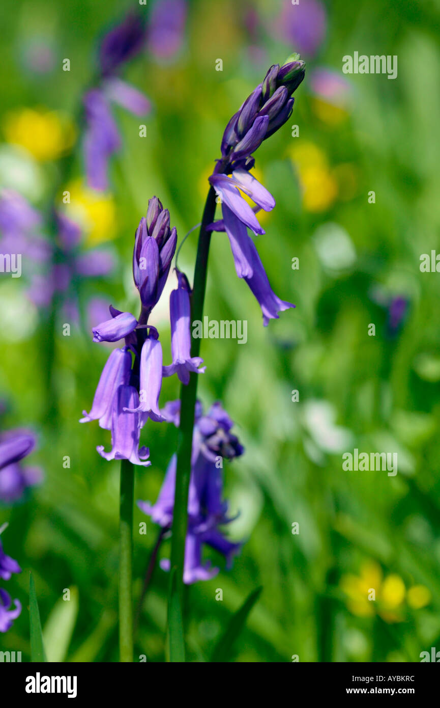 Endymion Hyacinthoides non-scriptus (common name Bluebell) - native ...