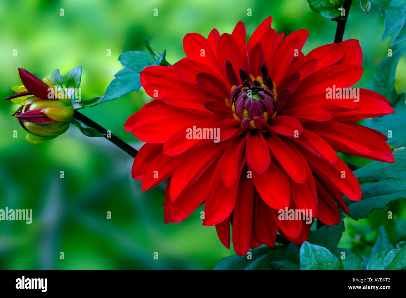 Dahlia deep red flower hi-res stock photography and images - Alamy