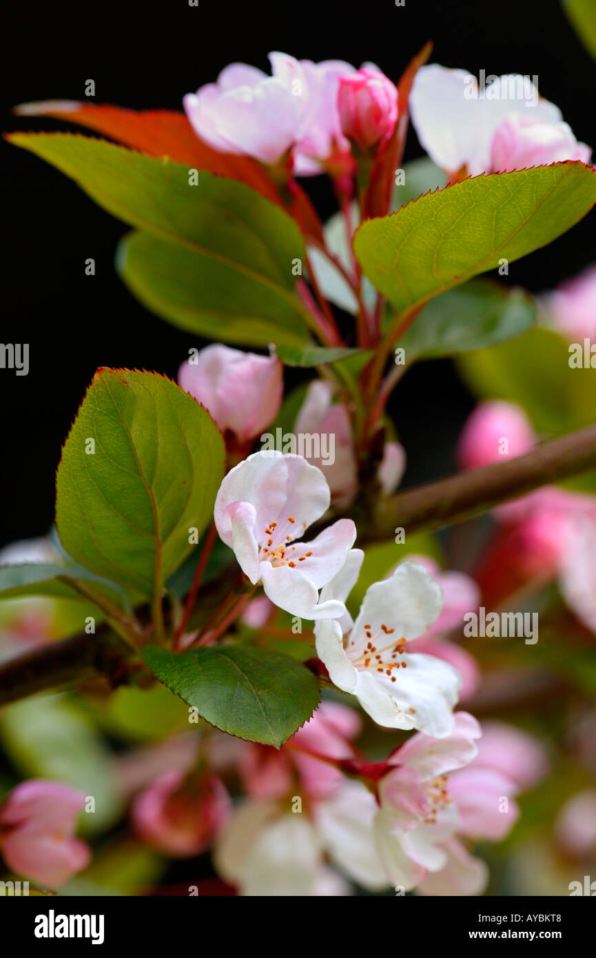 Malus Hupehensis (common name Hupeh Crab Apple). Close-up of white ...