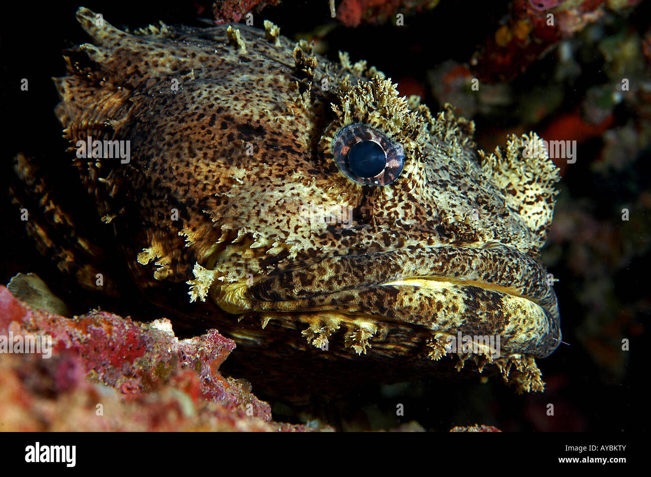 Sea toadfish hi-res stock photography and images - Alamy