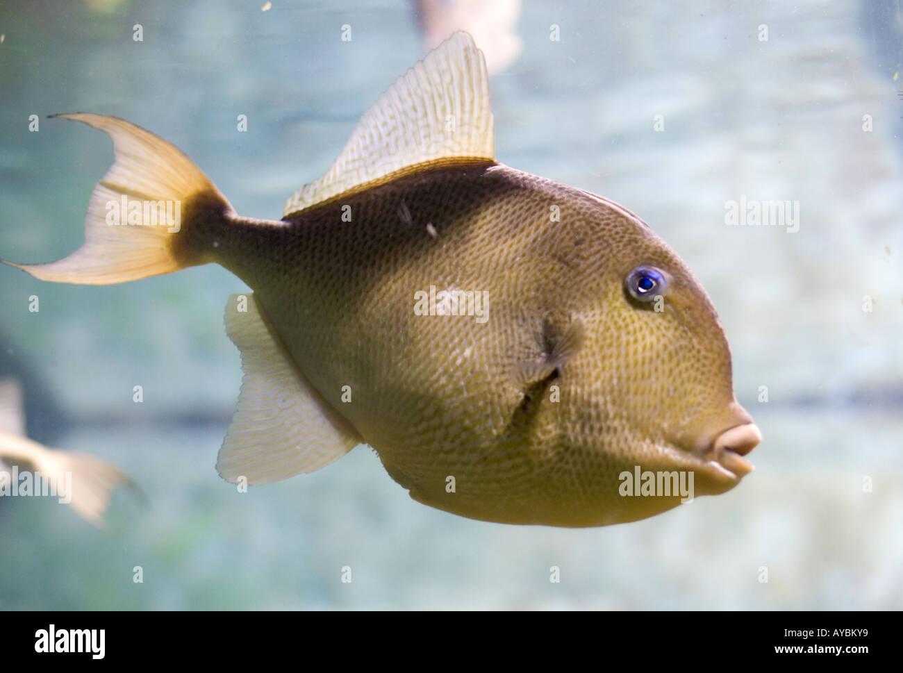 Trigger fish hi-res stock photography and images - Alamy