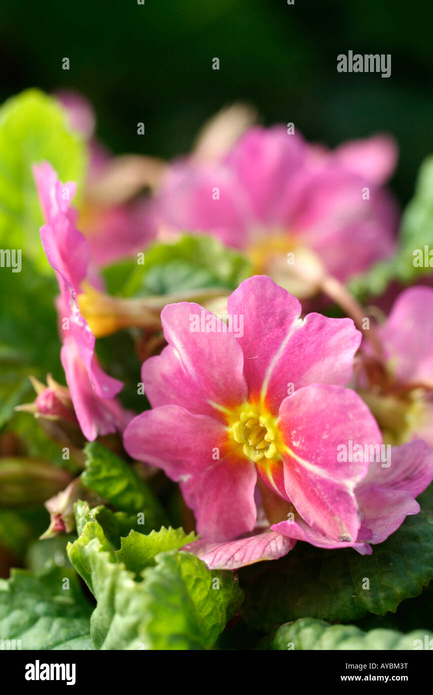 PRIMULA LINGWOOD BEAUTY Stock Photo - Alamy