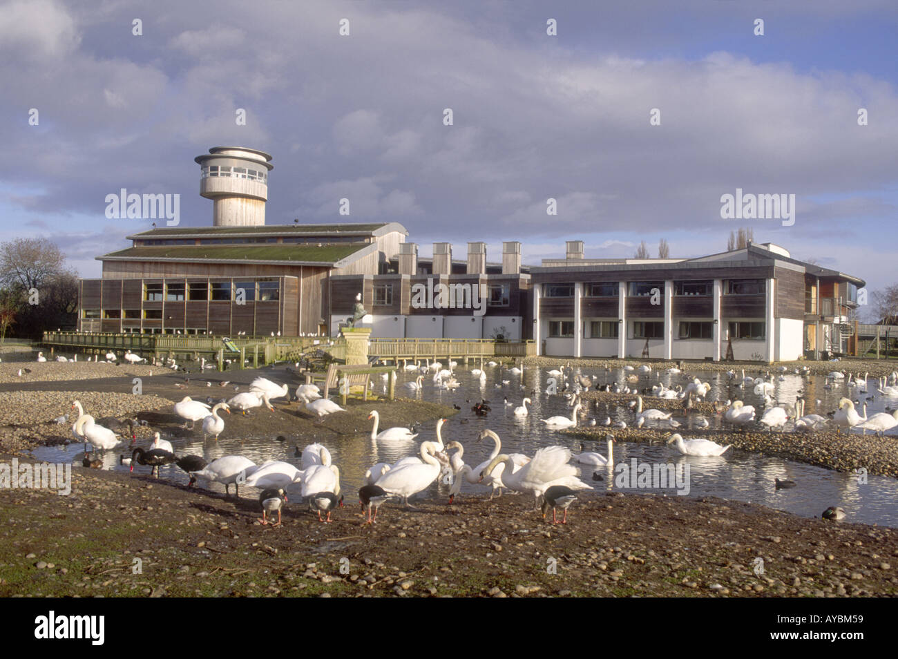 Slimbridge wetland centre ducks hi-res stock photography and images - Alamy