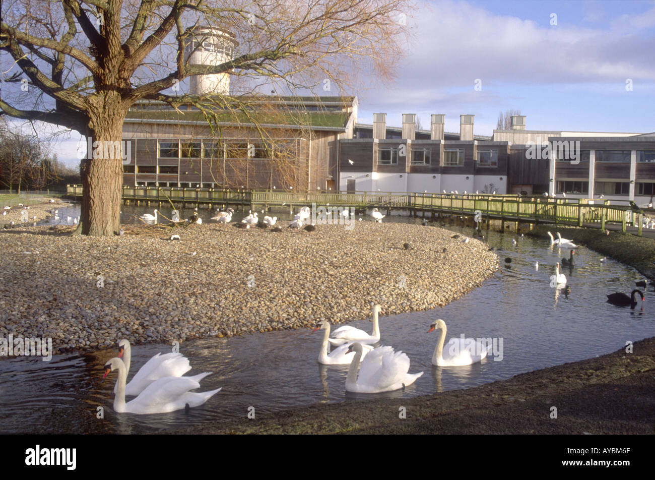 Slimbridge wetland center hi-res stock photography and images - Alamy