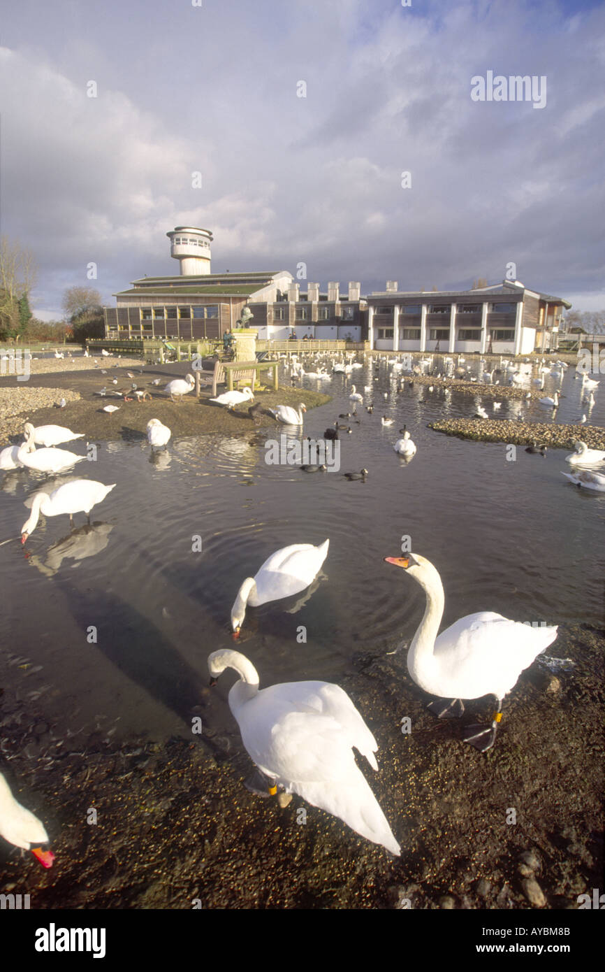 Slimbridge wetland centre ducks hi-res stock photography and images - Alamy