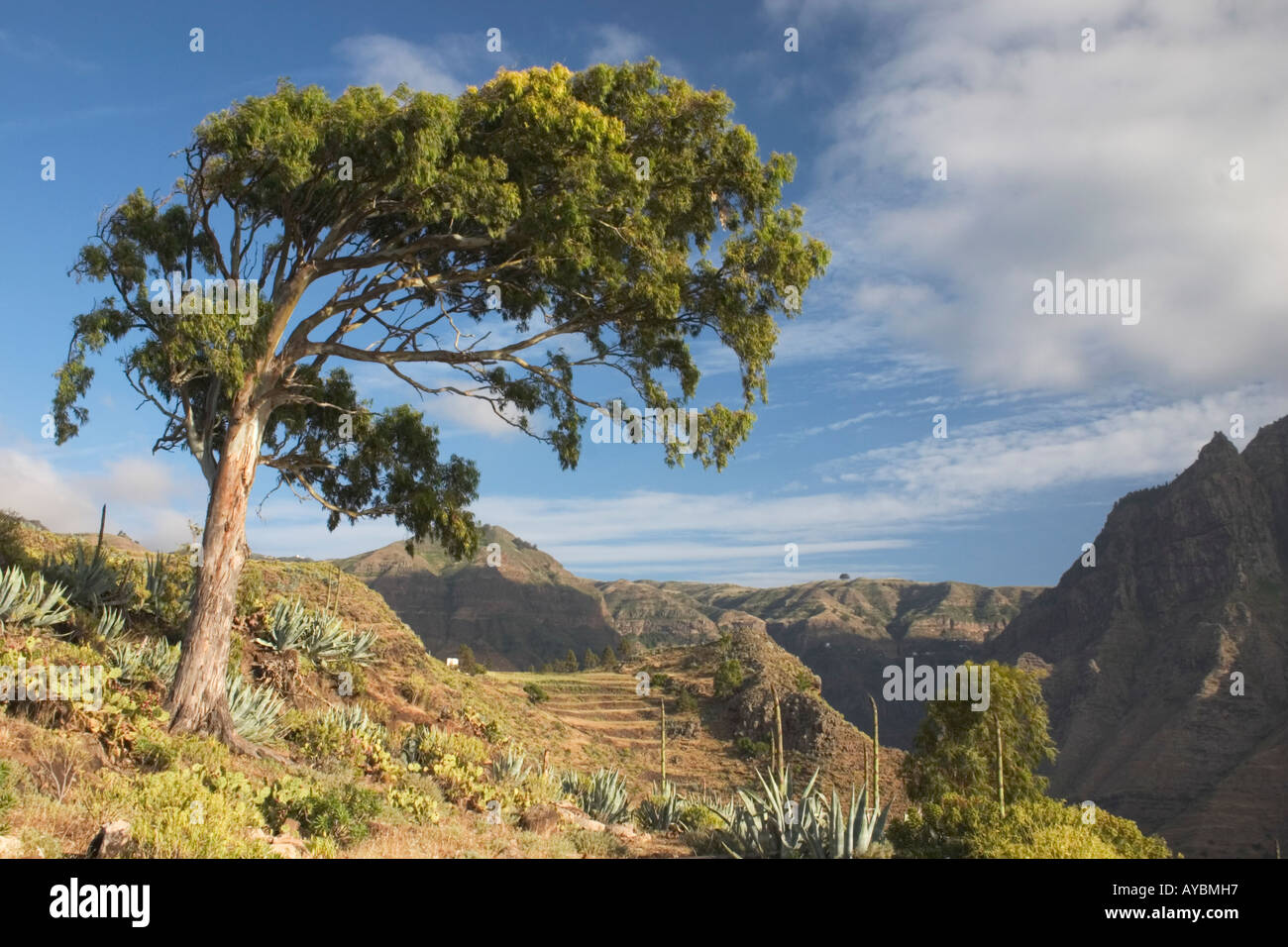 Eucalyptus tree on hillside on Gran Canaria in the Canary islands Stock ...