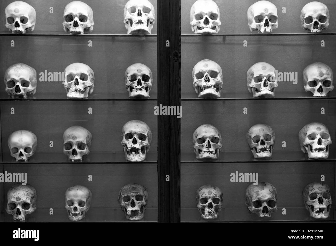 Skull on display in Museo Canariao (Canarian museum) in Las Palmas ...