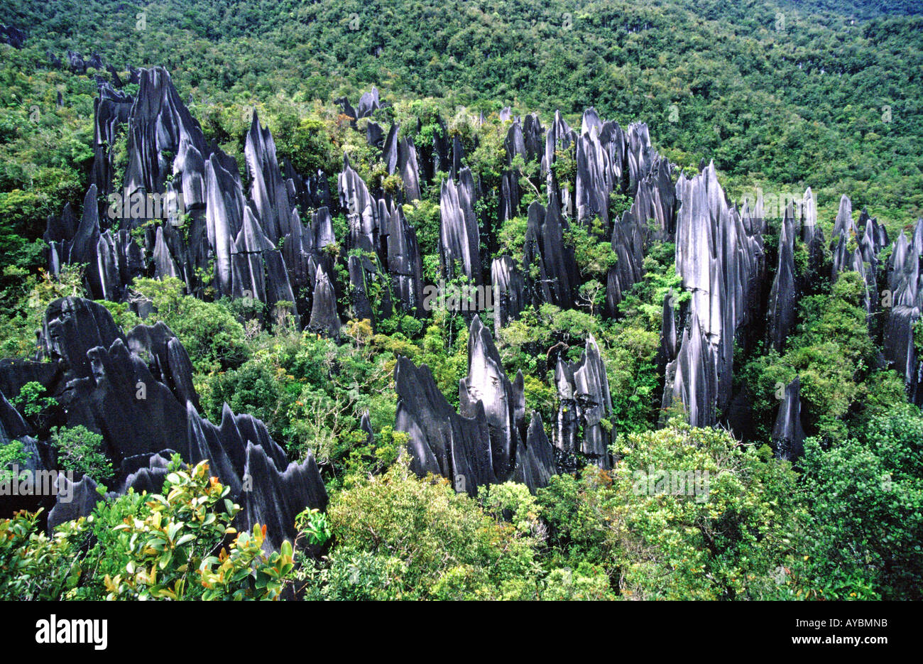 The Pinnacles rock formation in Gunung Mulu National Park Sarawak ...