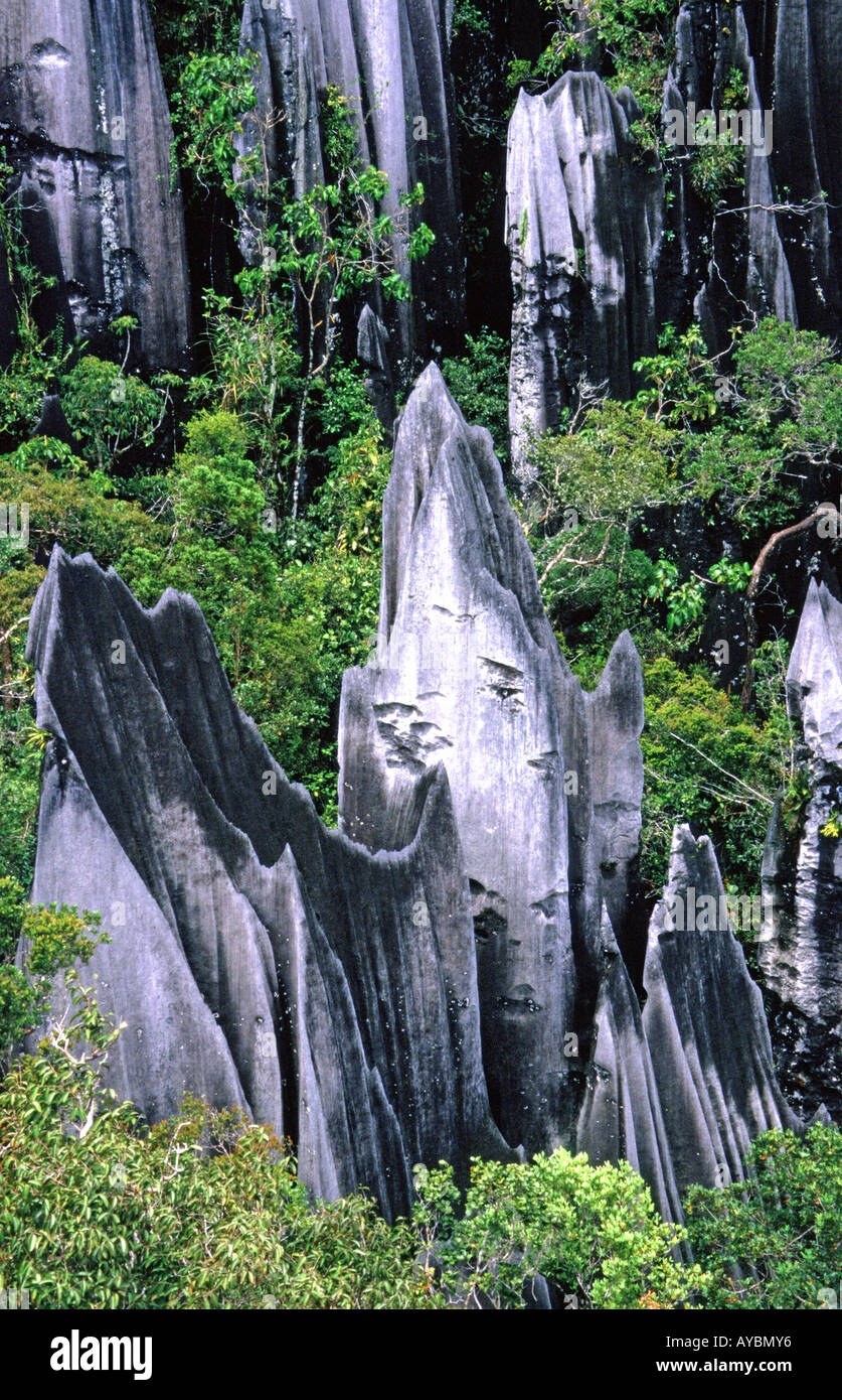 The Pinnacles rock formation in Gunung Mulu National Park Sarawak ...