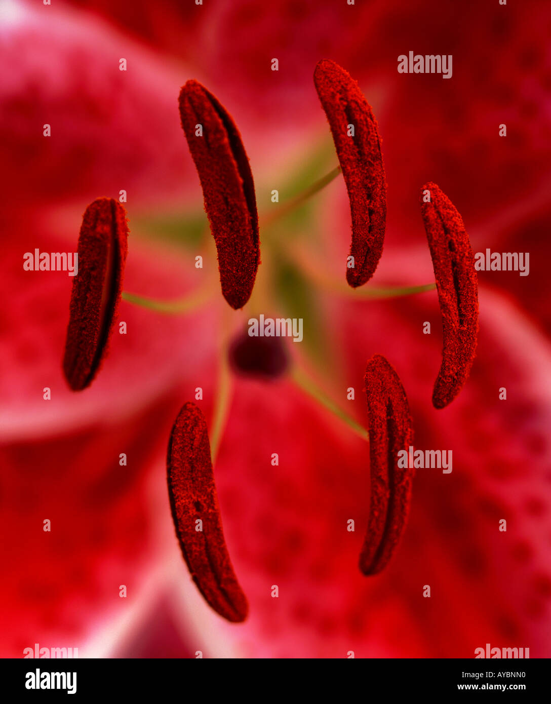 Close Up of the Stamen and Pollen in a Stargazer Lilly Lily Stock Photo ...