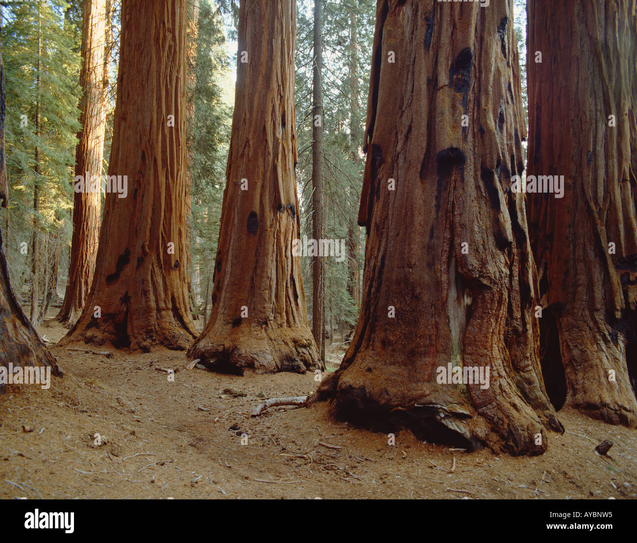 Group of sequoias hi-res stock photography and images - Alamy