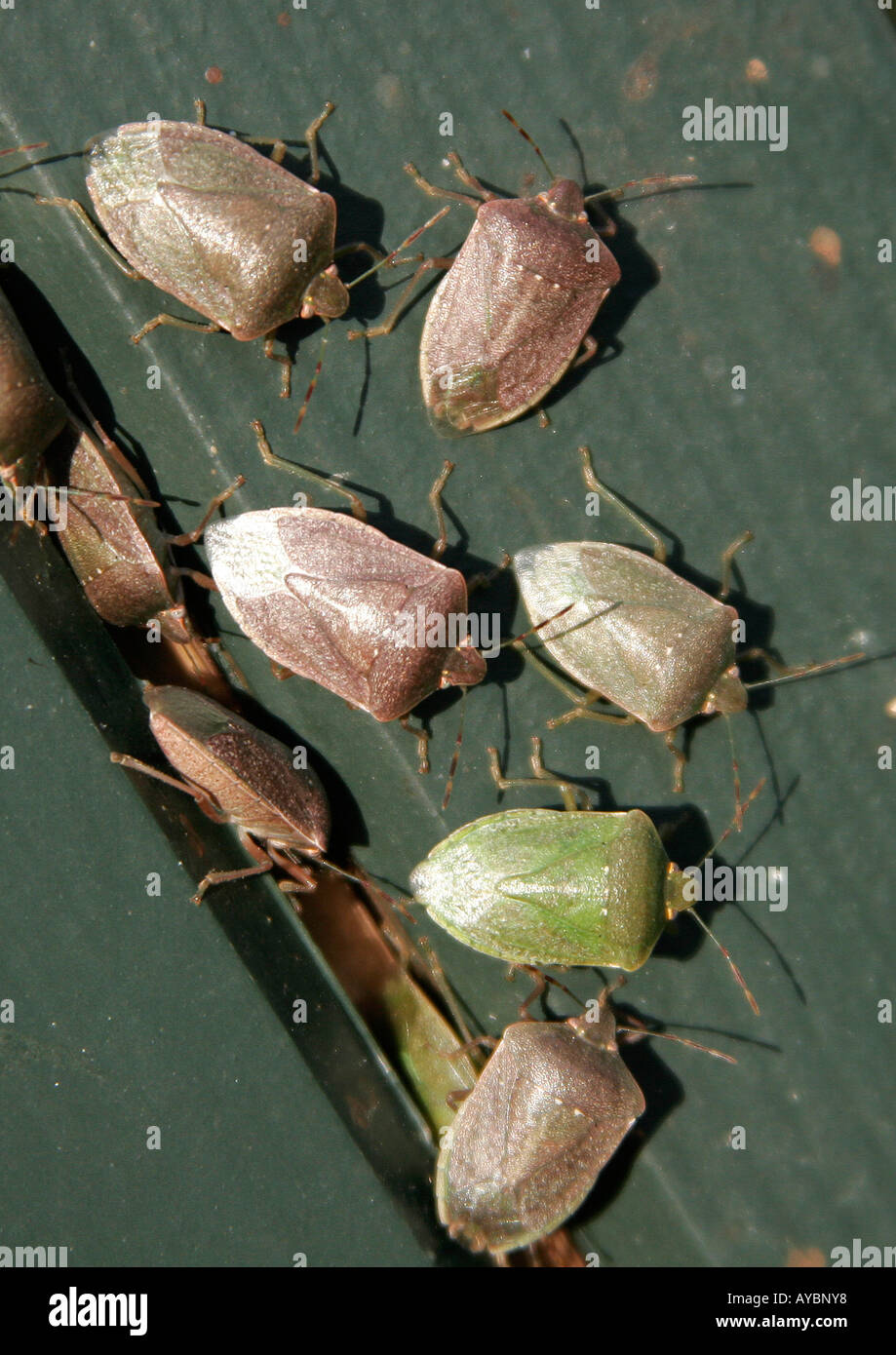 Shield bugs on window shutter - France Stock Photo - Alamy