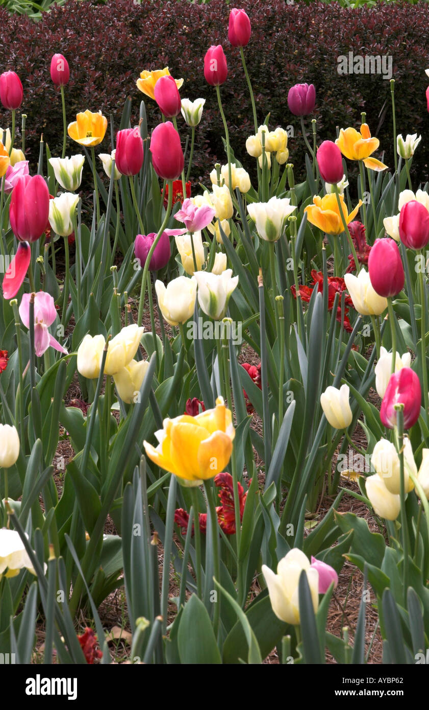Dragon tulip hi-res stock photography and images - Alamy