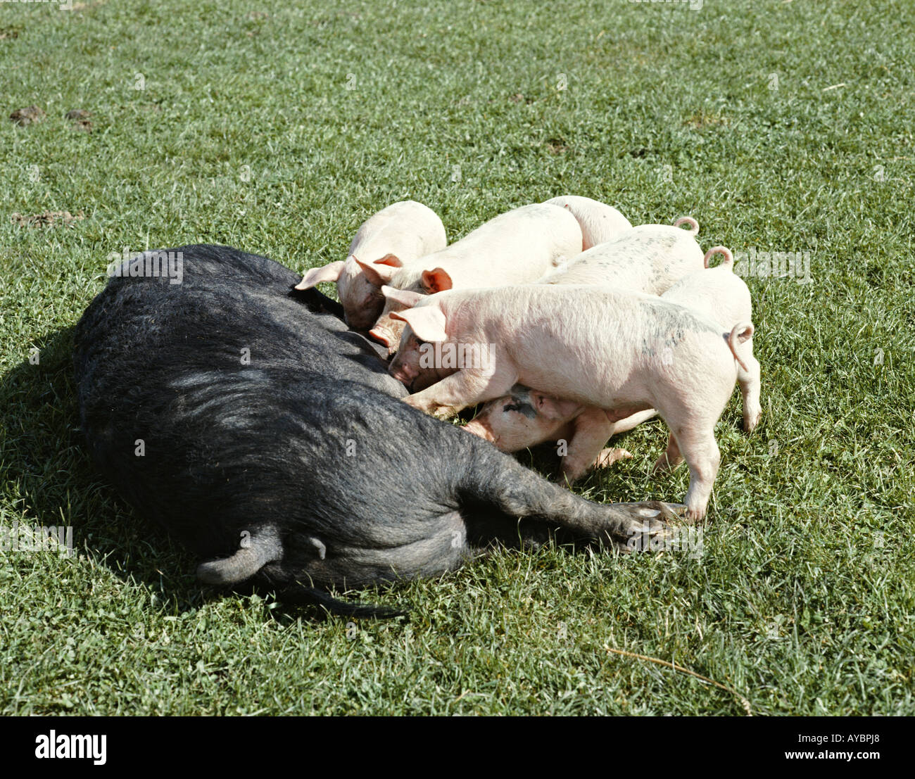 Pig nursing hi-res stock photography and images - Alamy