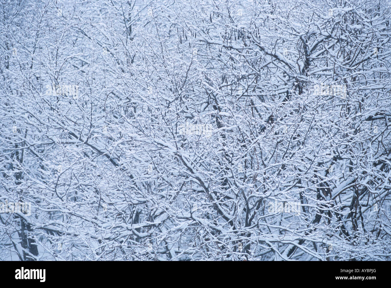 Snow on Trees Stock Photo - Alamy