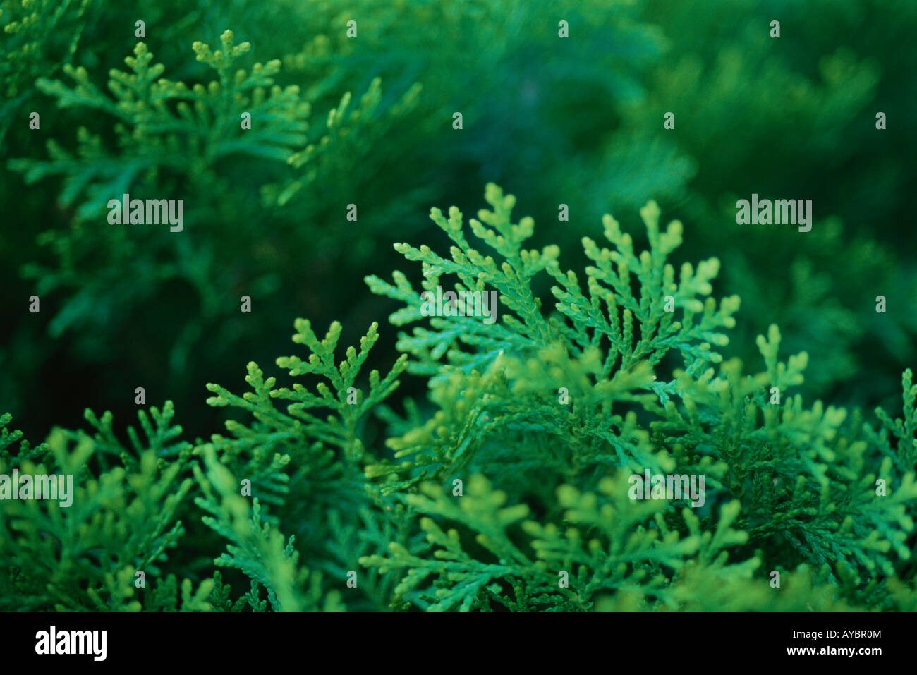 Japanese cedar leaves hi-res stock photography and images - Alamy