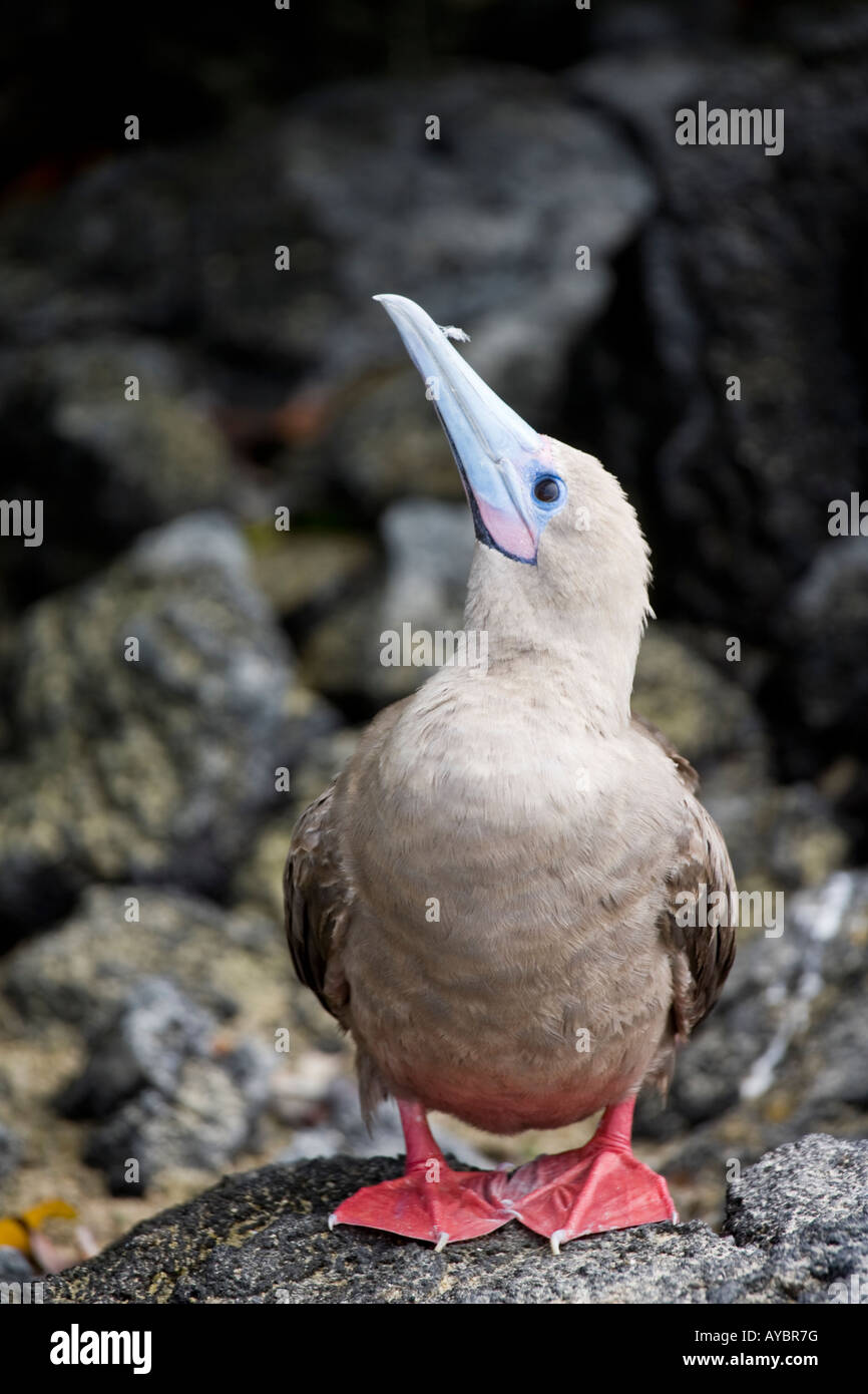 Red footed booby hi-res stock photography and images - Alamy