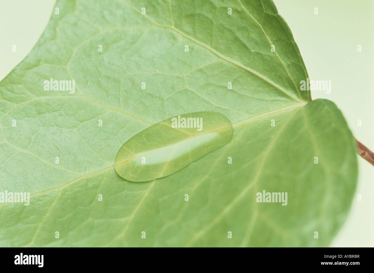 Water on Leaf Stock Photo - Alamy