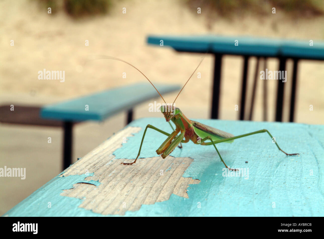 Mantis wood table hi-res stock photography and images - Alamy
