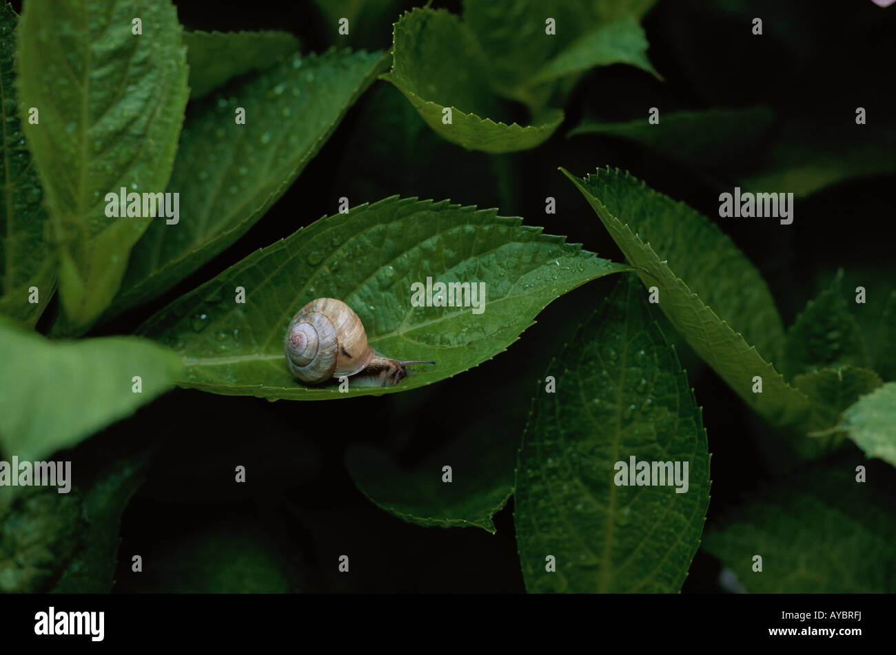 Snail on Leaf Stock Photo - Alamy