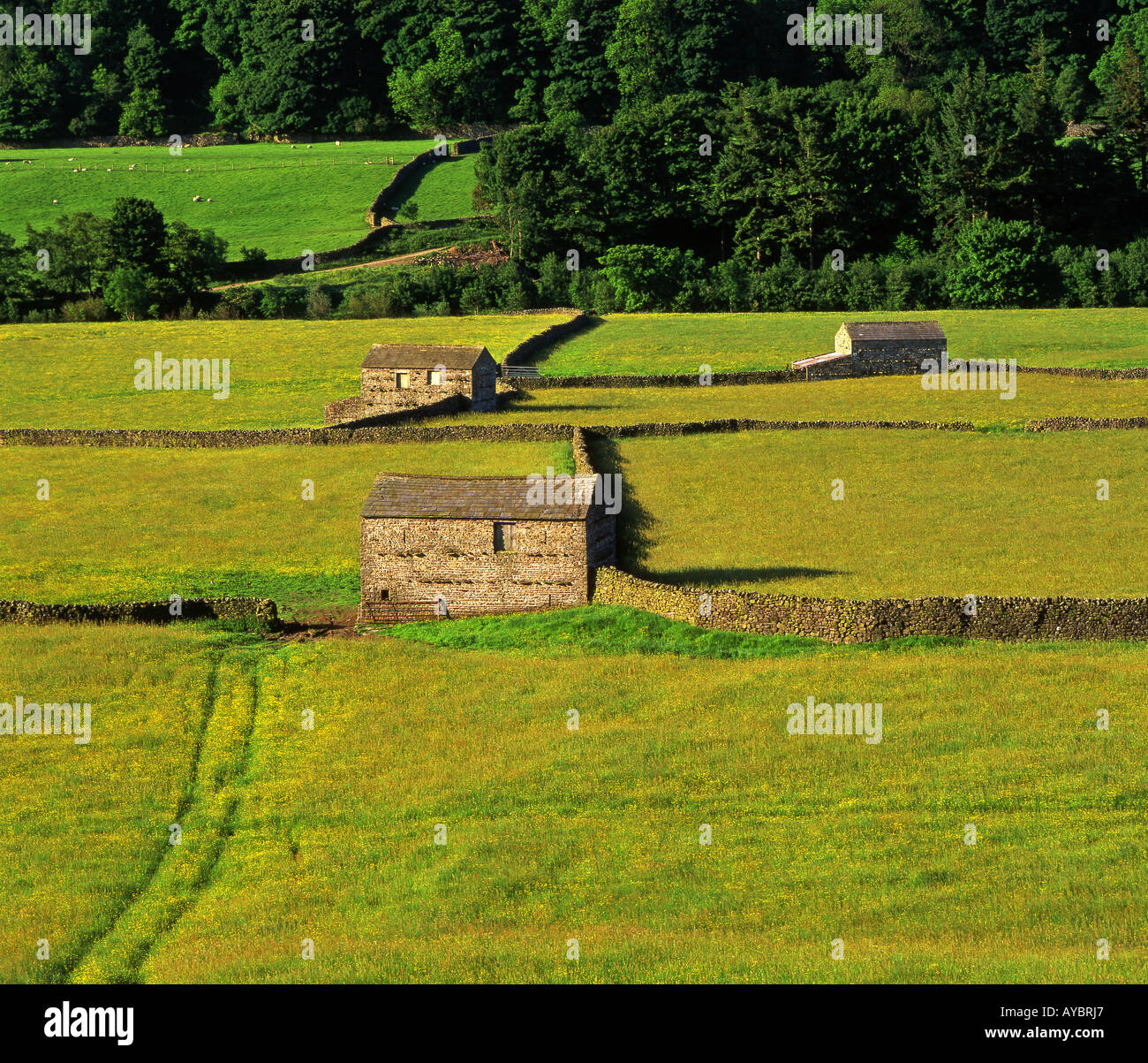 Stone Barns and Wildflower Meadows Near Gunnerside, Swaledale ...