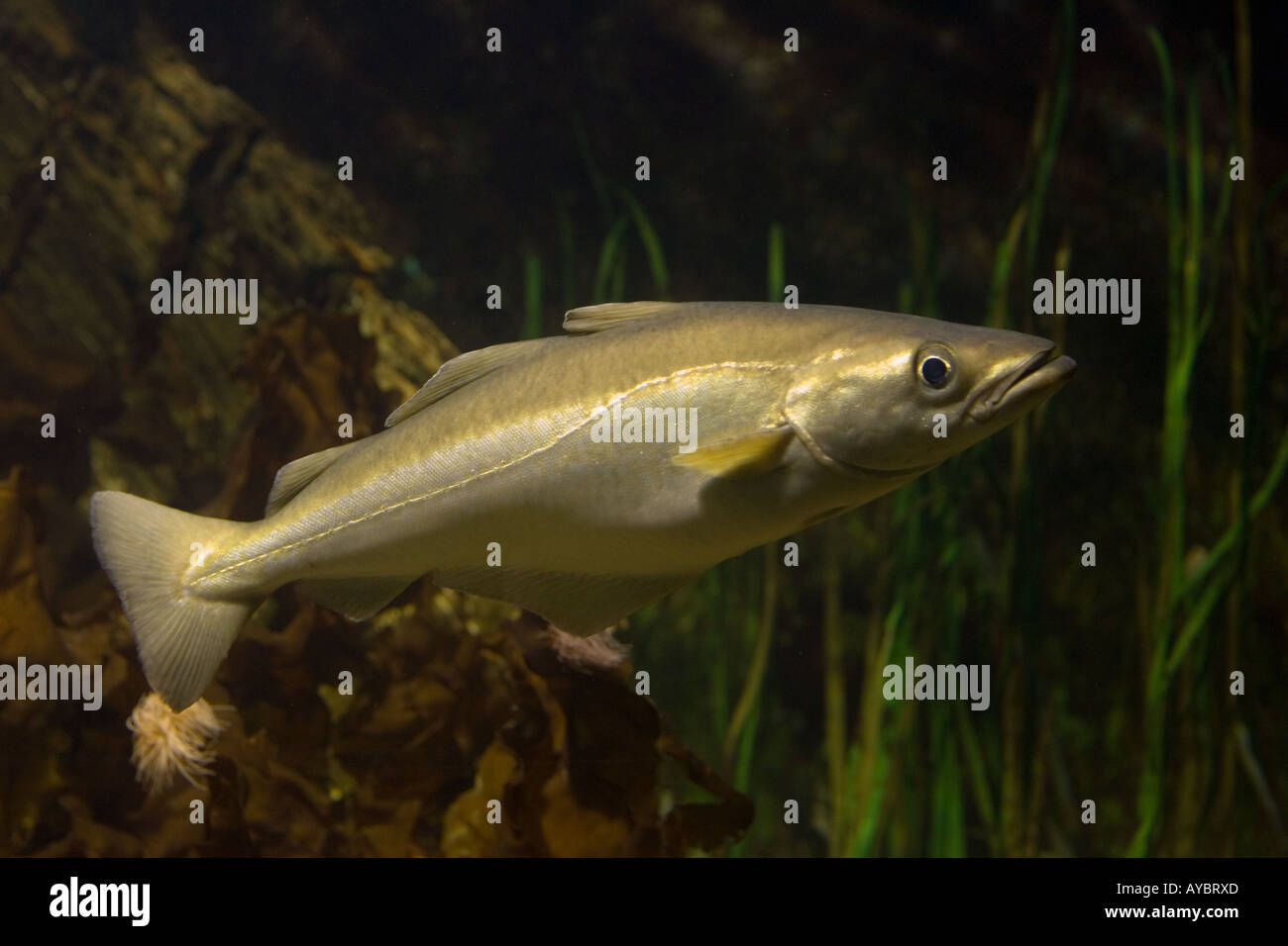 Pollack Pollachius pollachius a member of the cod family ...