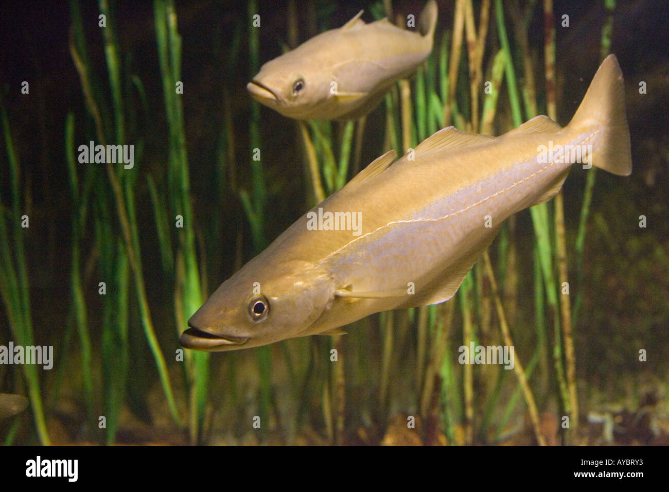 Pollack Pollachius pollachius a member of the cod family ...