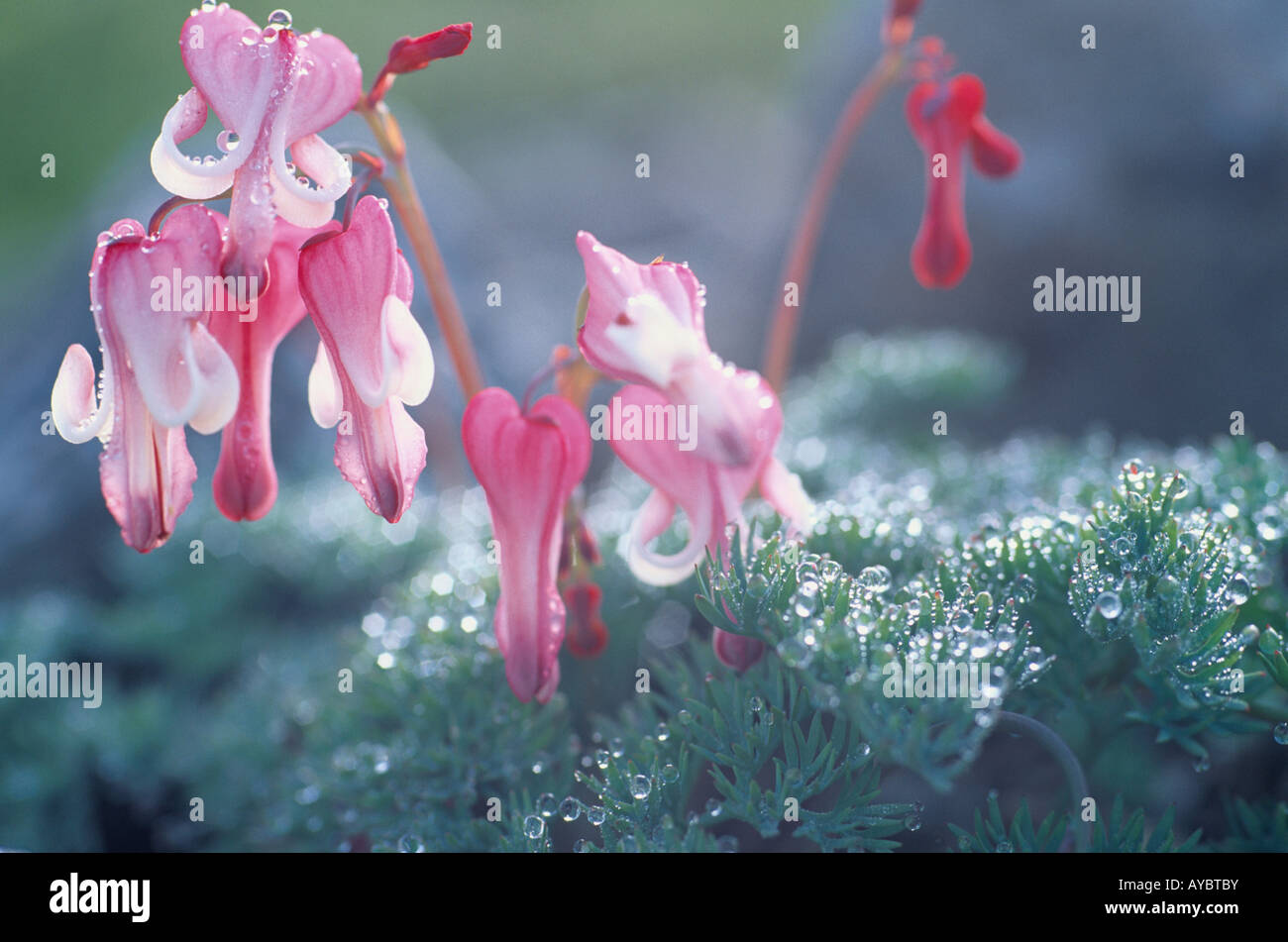 Pink Flowers after Rain Stock Photo - Alamy