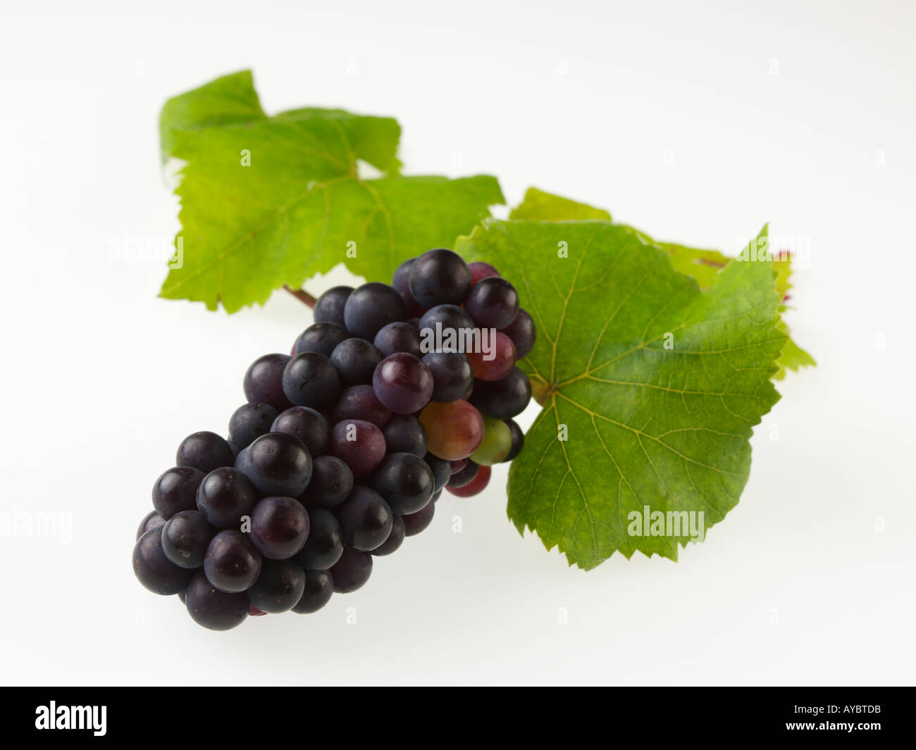 Bunch of organic grapes Stock Photo - Alamy