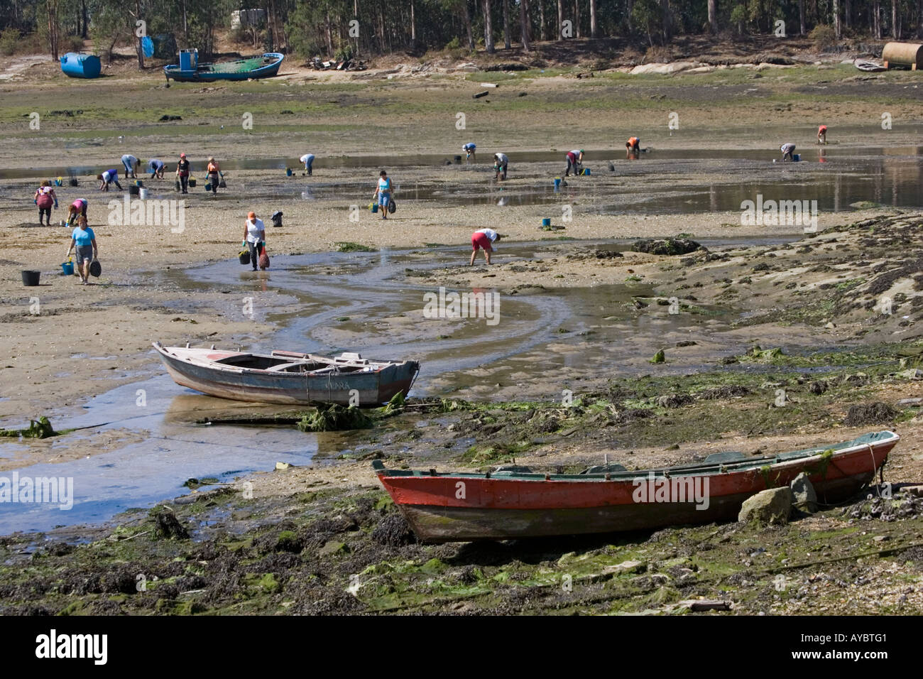 Women collecting shellfish from estuary at low tide Vilanova Galicia ...