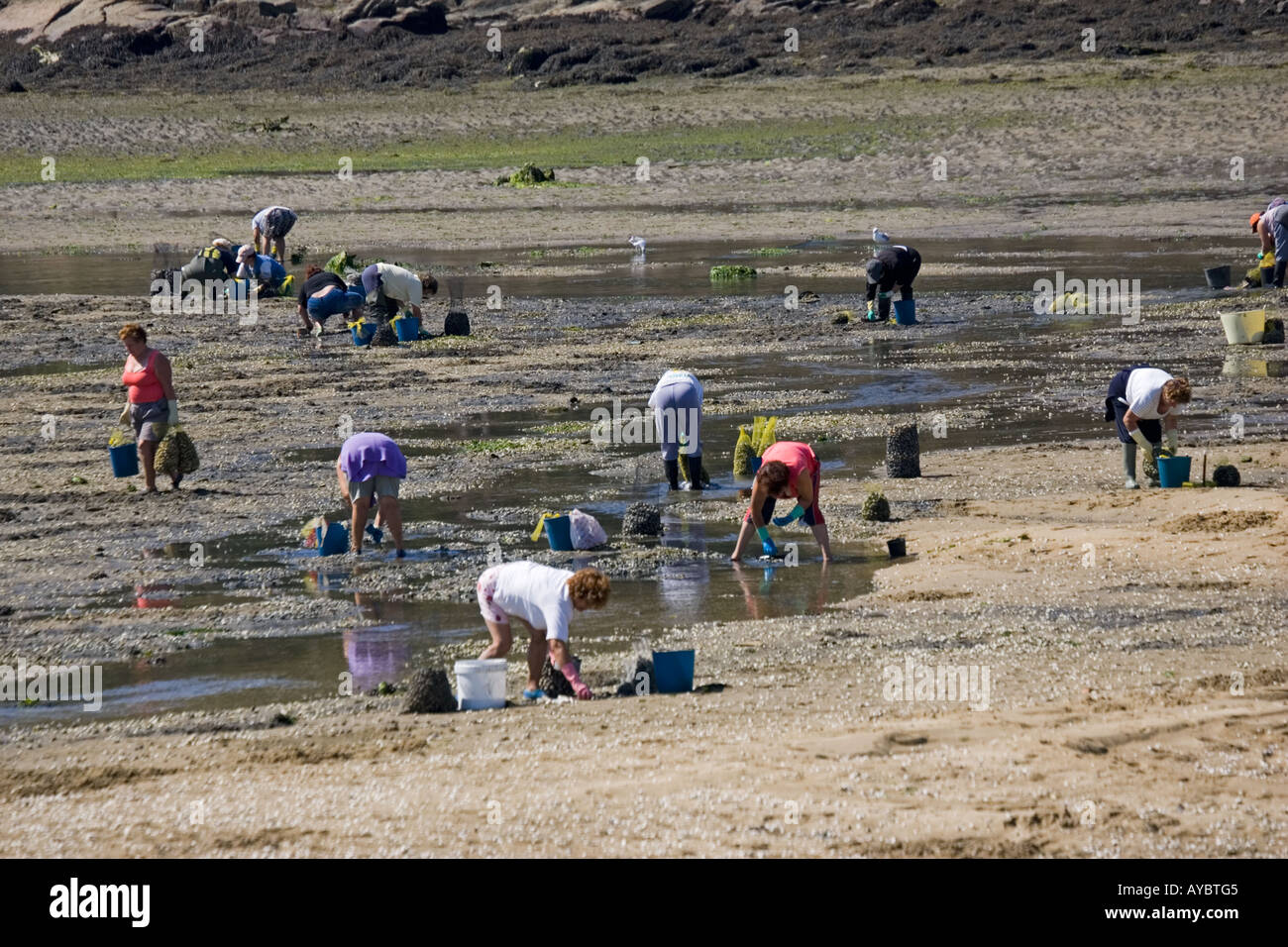 Women collecting shellfish from estuary at low tide Vilanova Galicia ...