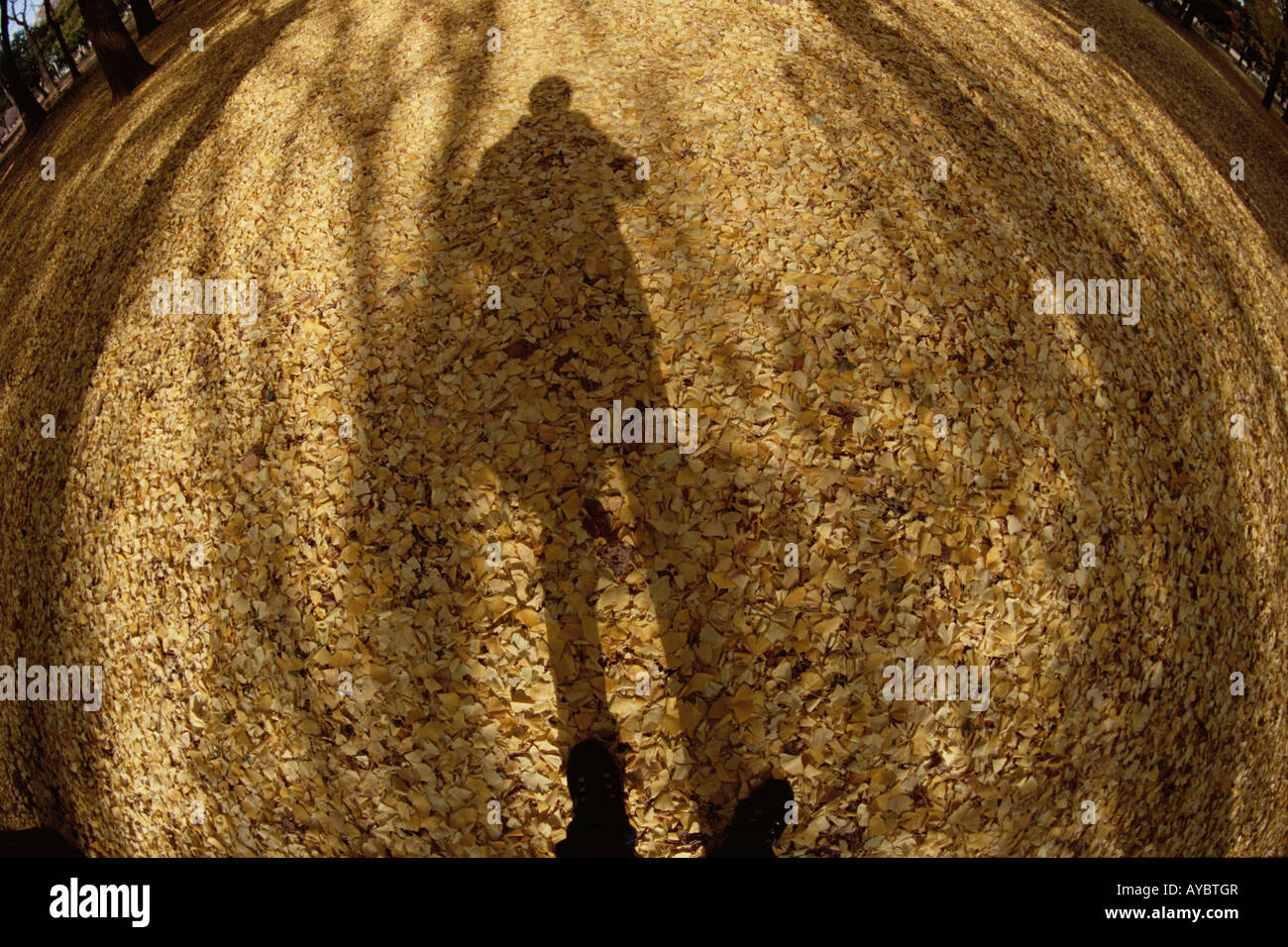 Man's Shadow on Leaves Stock Photo - Alamy