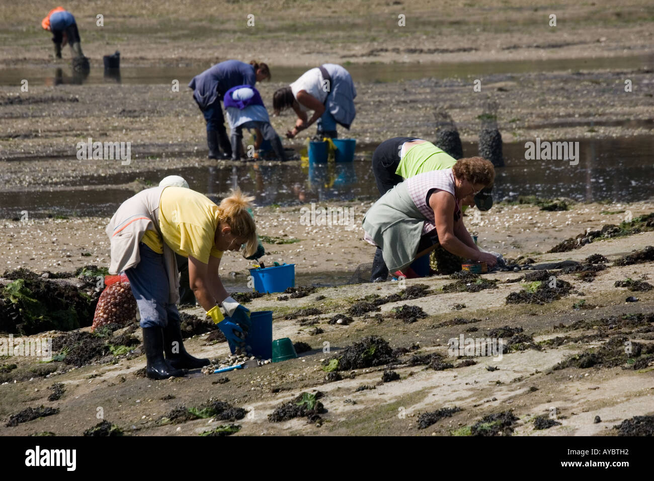 Women collecting shellfish from estuary at low tide Vilanova Galicia ...
