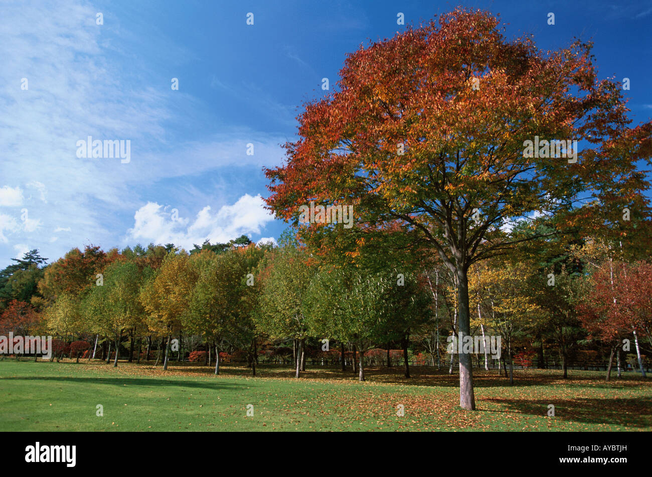 Trees Changing Color Stock Photo - Alamy