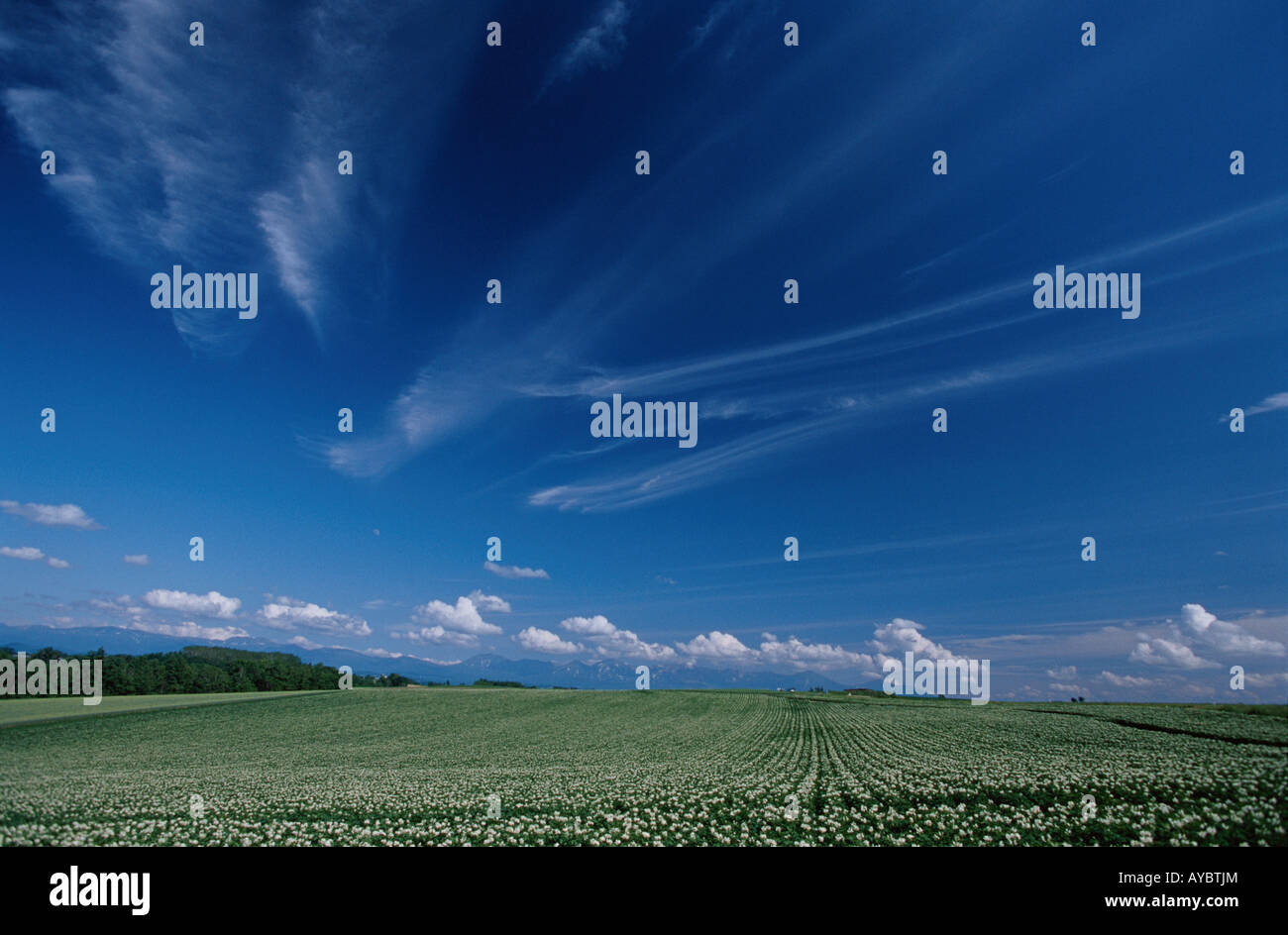 Blue Sky above Field Stock Photo - Alamy