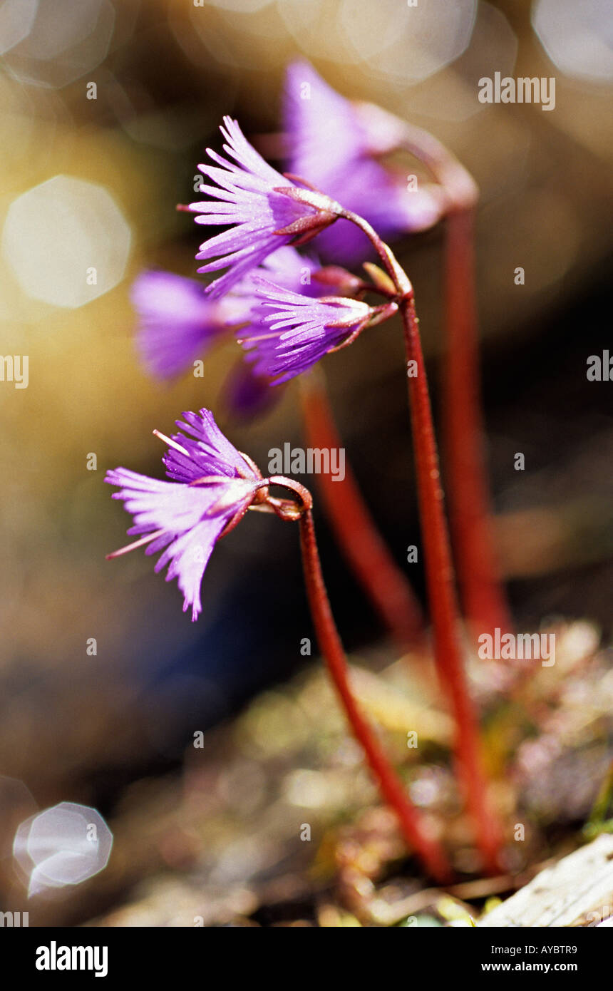 Alpine snowbell moonwort Soldanella alpina France Stock Photo - Alamy