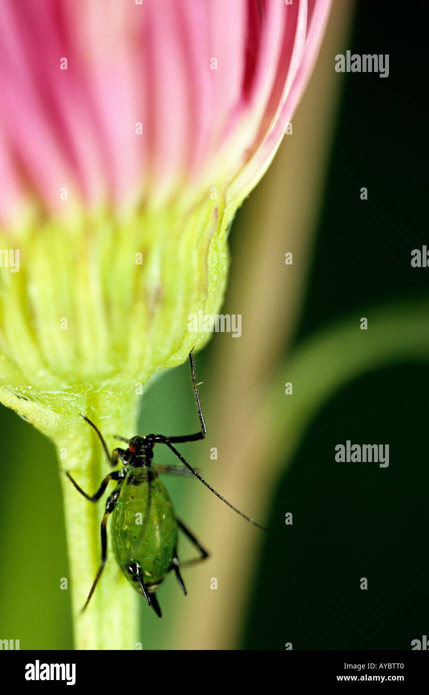 Single aphid hi-res stock photography and images - Alamy