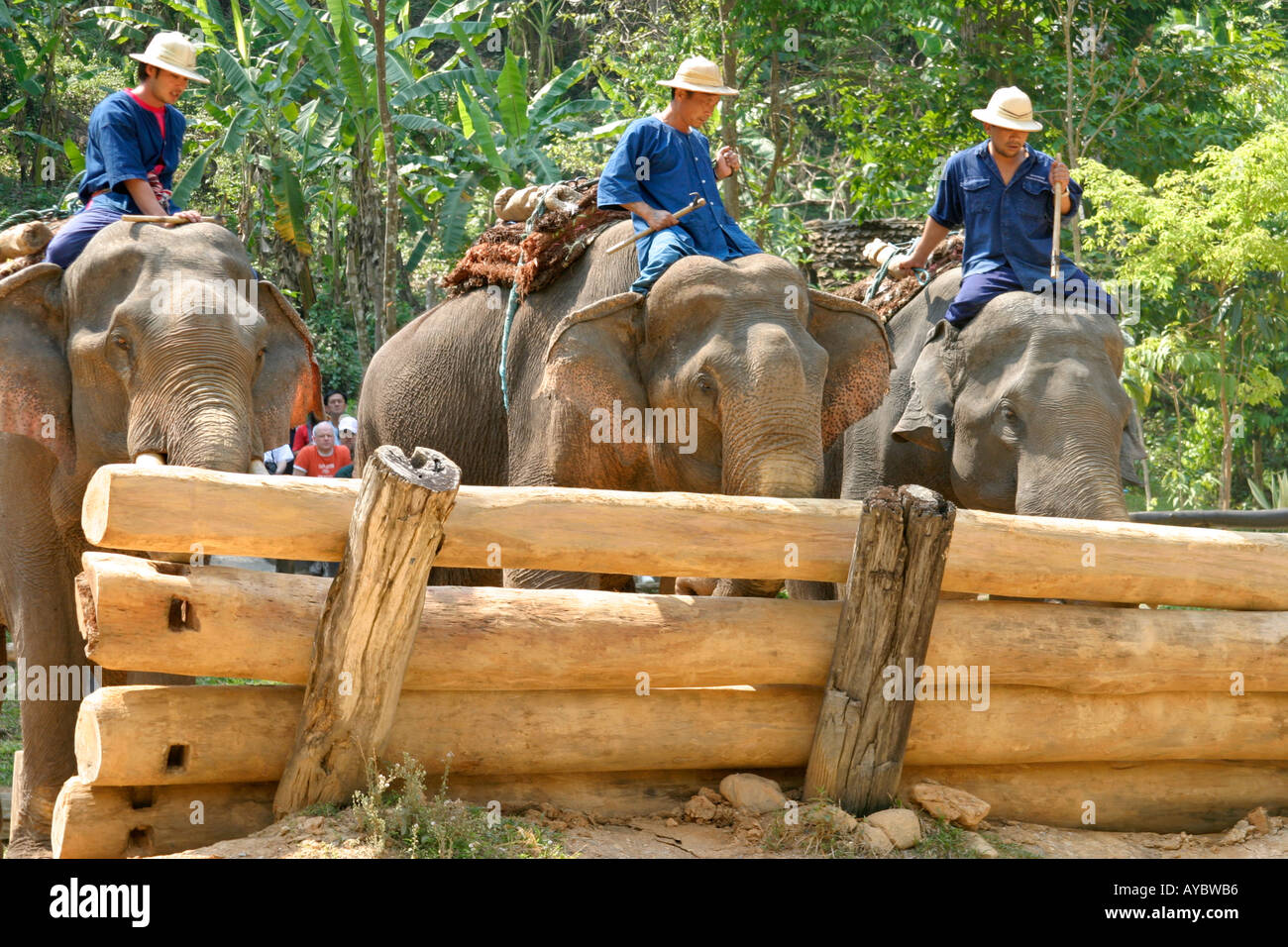 Elephants demonstrating carrying logs. Maesa Elephant training camp ...