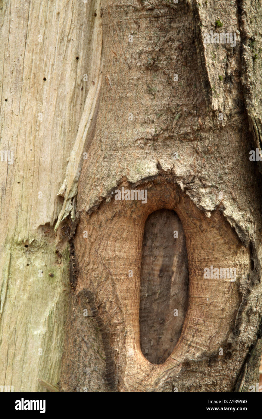 Close up of a knot and bark of a Maple tree from the state of New ...