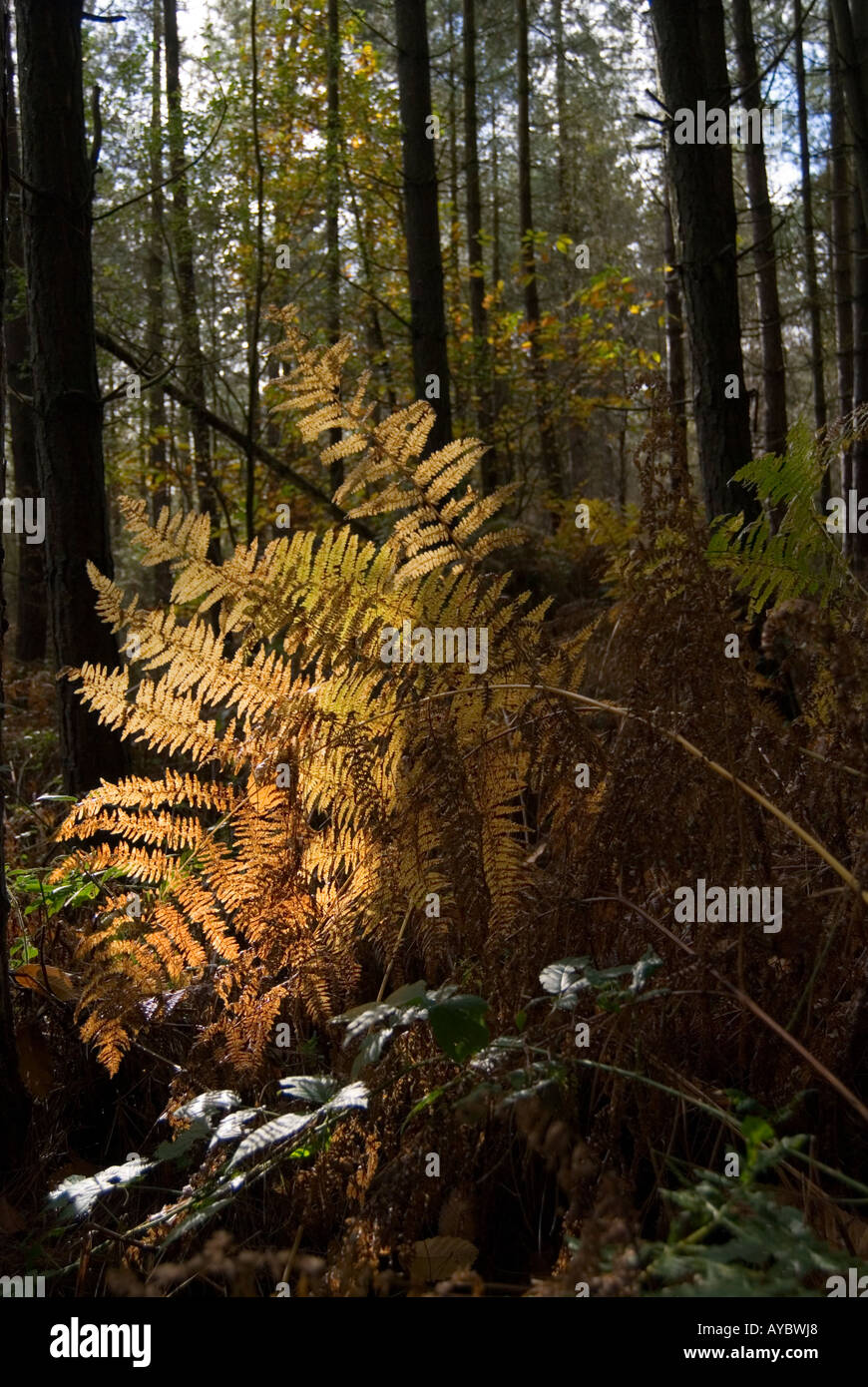 October 2006 Royal Forest of Dean Gloucestershire England UK Sunlight ...