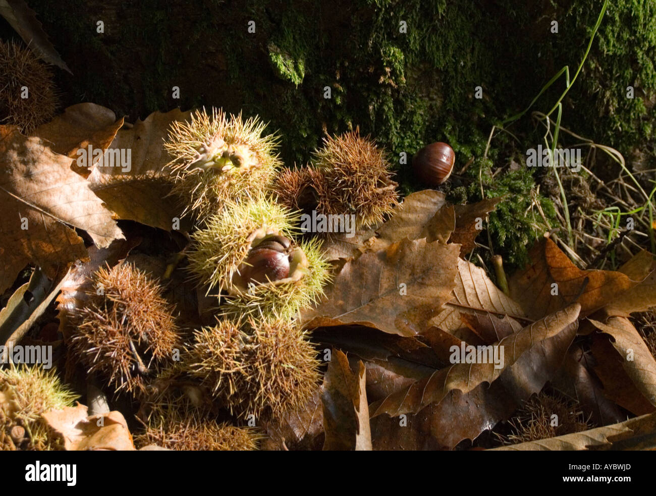 Royal Forest of Dean Gloucestershire England UK Sweet chestnuts fall ...
