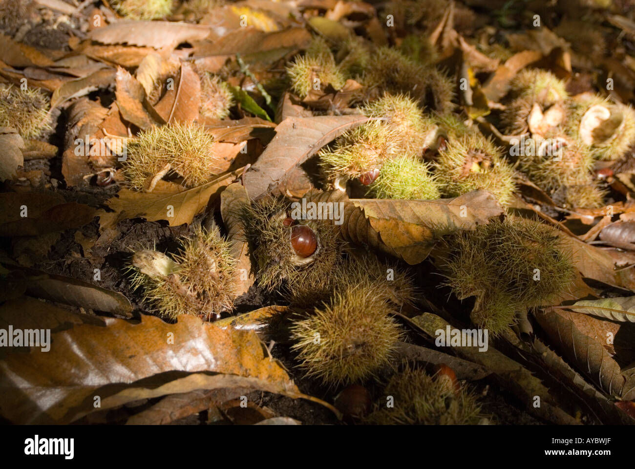 Royal Forest of Dean Gloucestershire England UK Sweet chestnuts fall ...