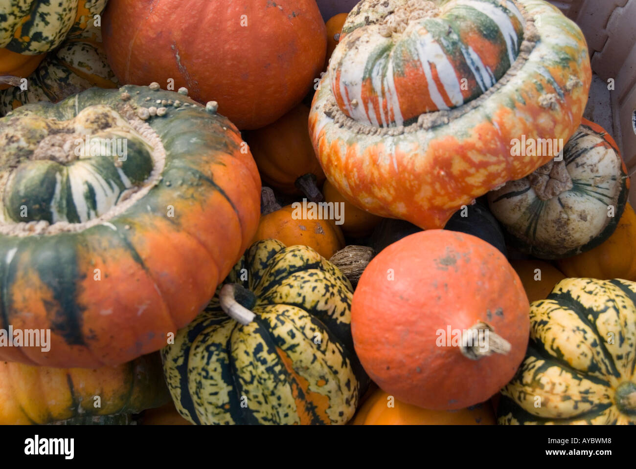 Batheaston Bath BANES England UK Varieties of squash at Chris Rich s ...