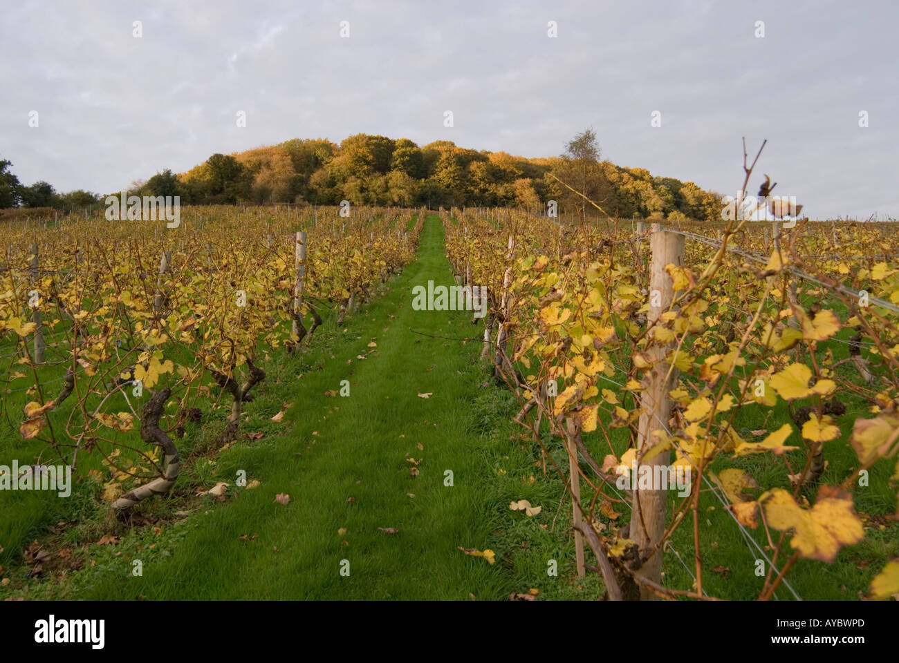 Wye Valley Tintern Monmouthshire Wales UK Vines at the Parva Farm ...