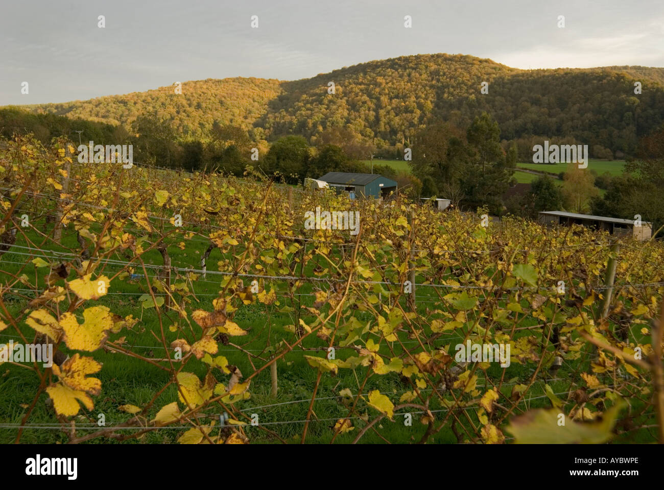 Wye Valley Tintern Monmouthshire Wales UK Vines at the Parva Farm ...