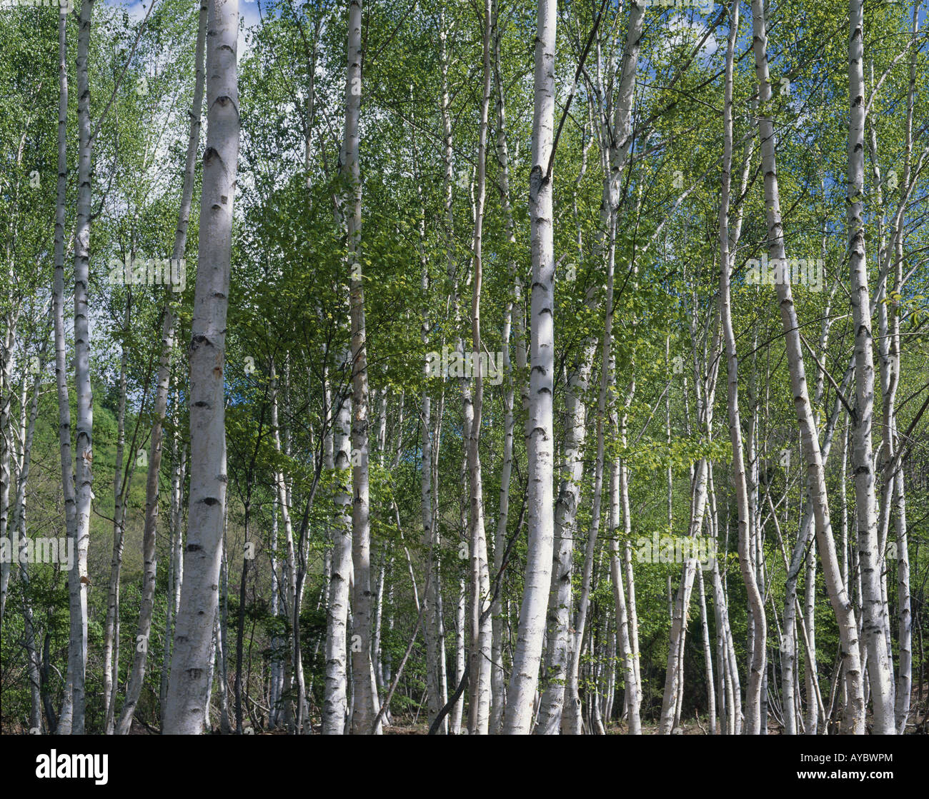 Birches forests hi-res stock photography and images - Alamy
