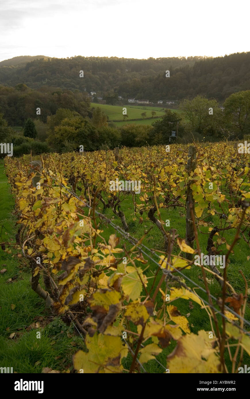 Tintern parva vineyard hi-res stock photography and images - Alamy